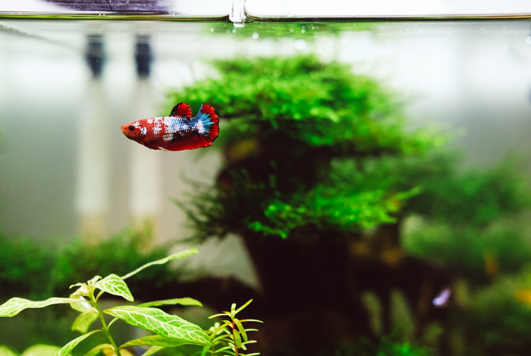 A 7 Step Beginner s Guide To Set Up A Fish Aquarium Widget Box